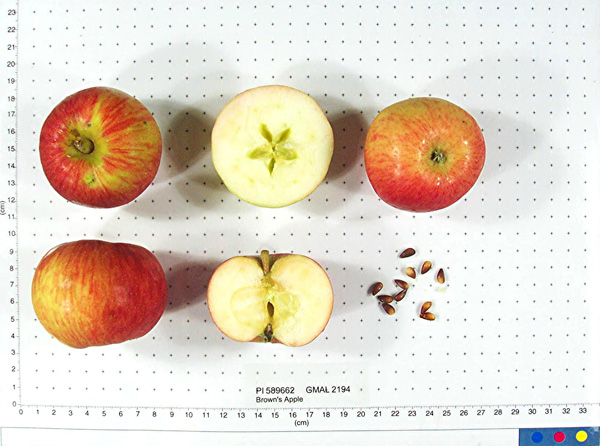 Brown’s Apple – 39th Parallel Nursery & Orchard Lawrence, Kansas