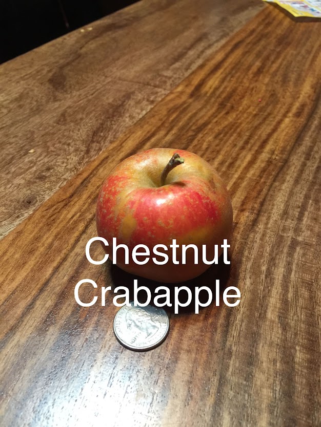 Chestnut Crabapple – 39th Parallel Nursery & Orchard Lawrence, Kansas
