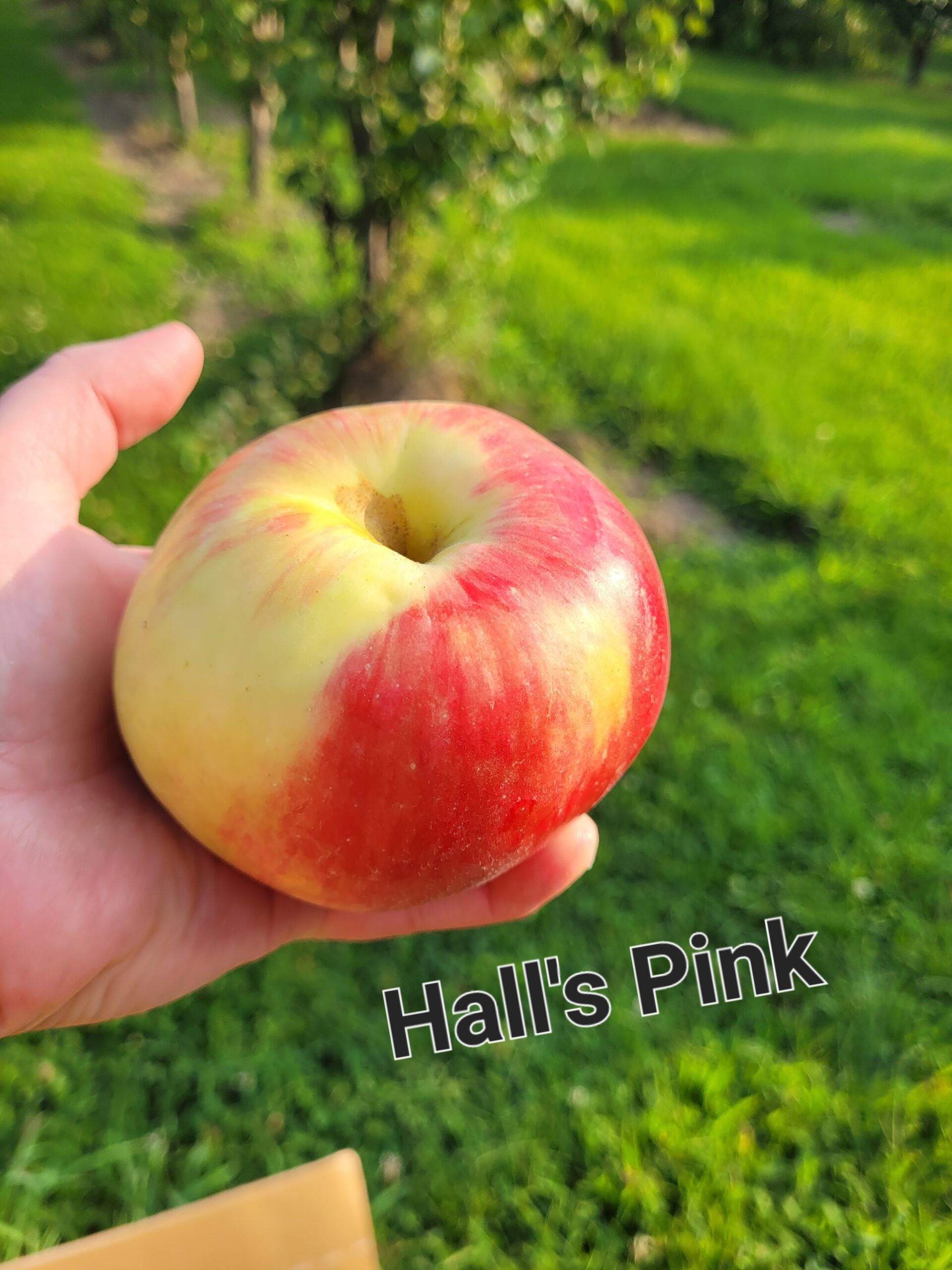 Hall’s Pink Apple – 39th Parallel Nursery & Orchard Lawrence, Kansas